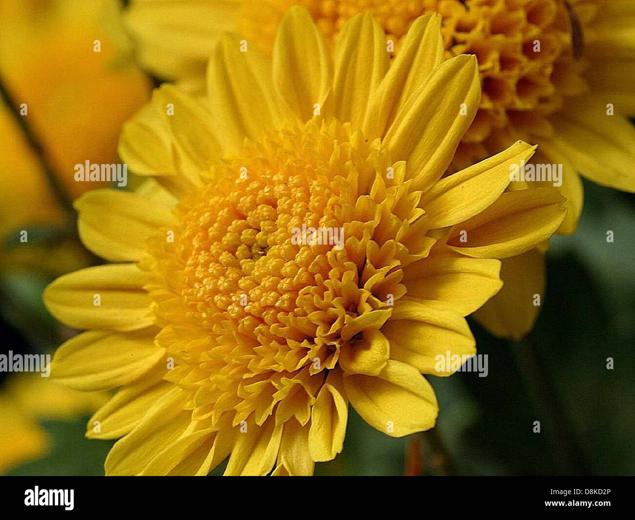 Yellow mums flowers in full bloom, displaying their vibrant color and ...