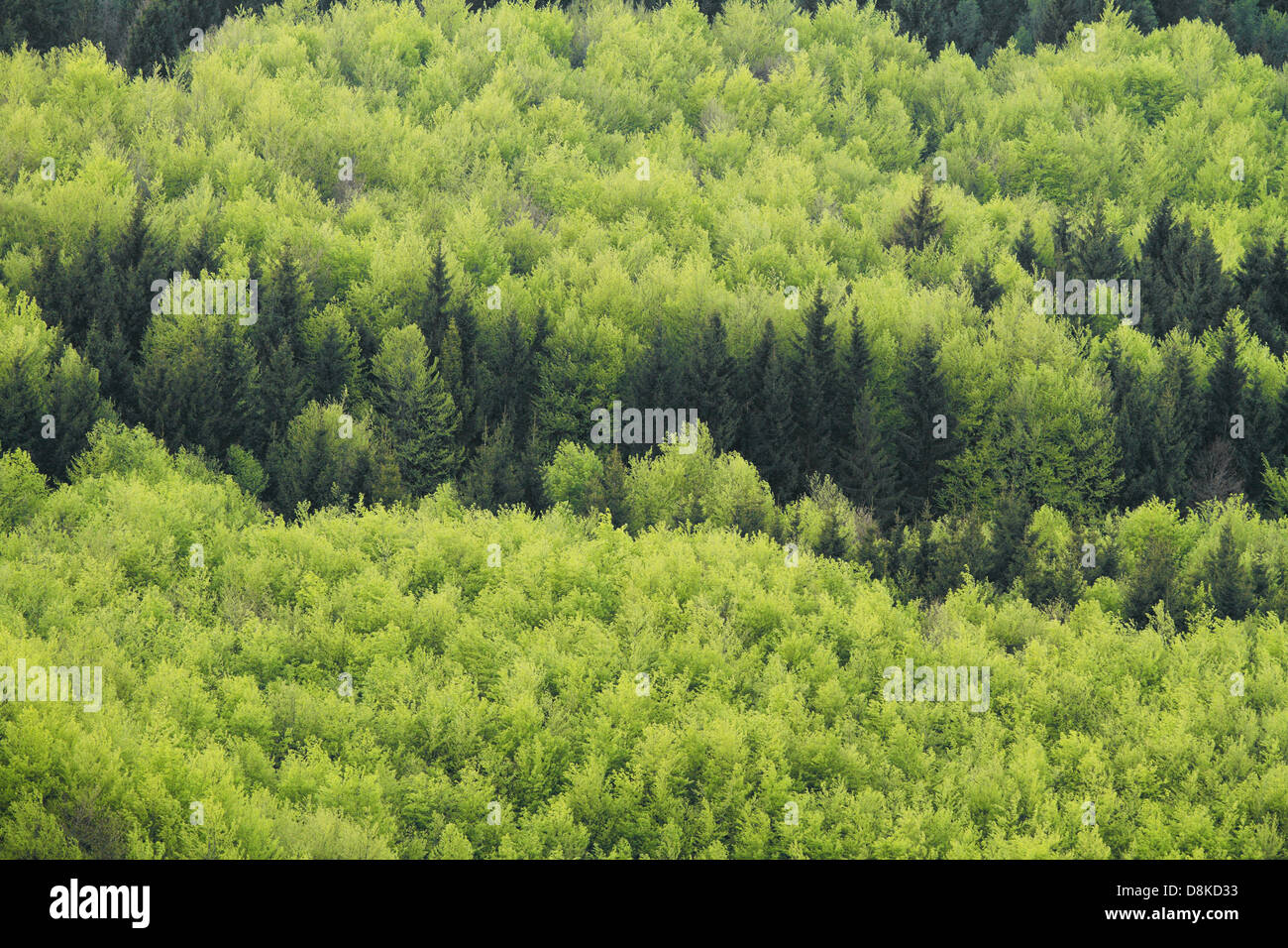 Summer forest aerial view hi-res stock photography and images - Alamy