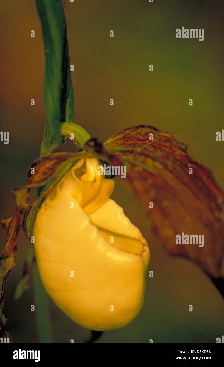 Yellow orchid flower blossom cypripedium kentuckiense Stock Photo - Alamy