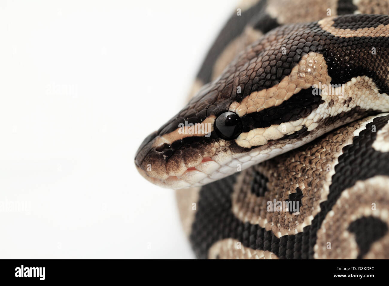 Ball Python close up (Python Regius Stock Photo - Alamy