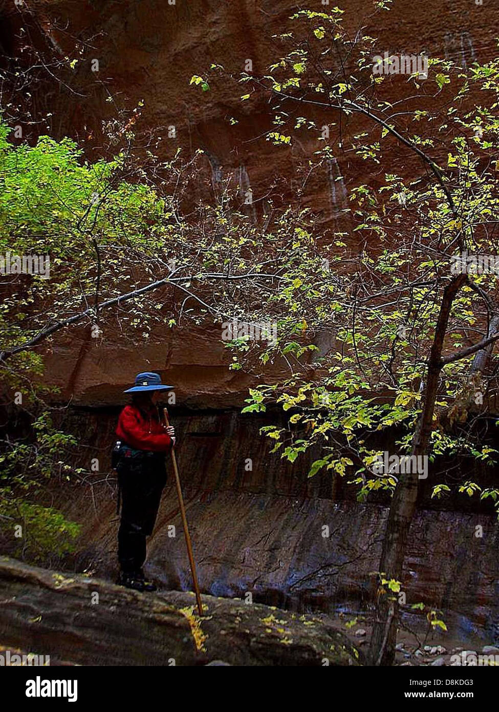 The Zion Narrows in Zion National Park, shown in autumn, with colorful ...