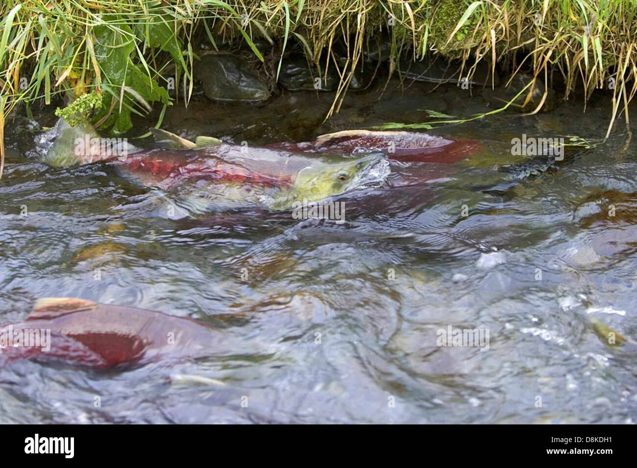 Adults of fish spawn in shallow water Stock Photo - Alamy