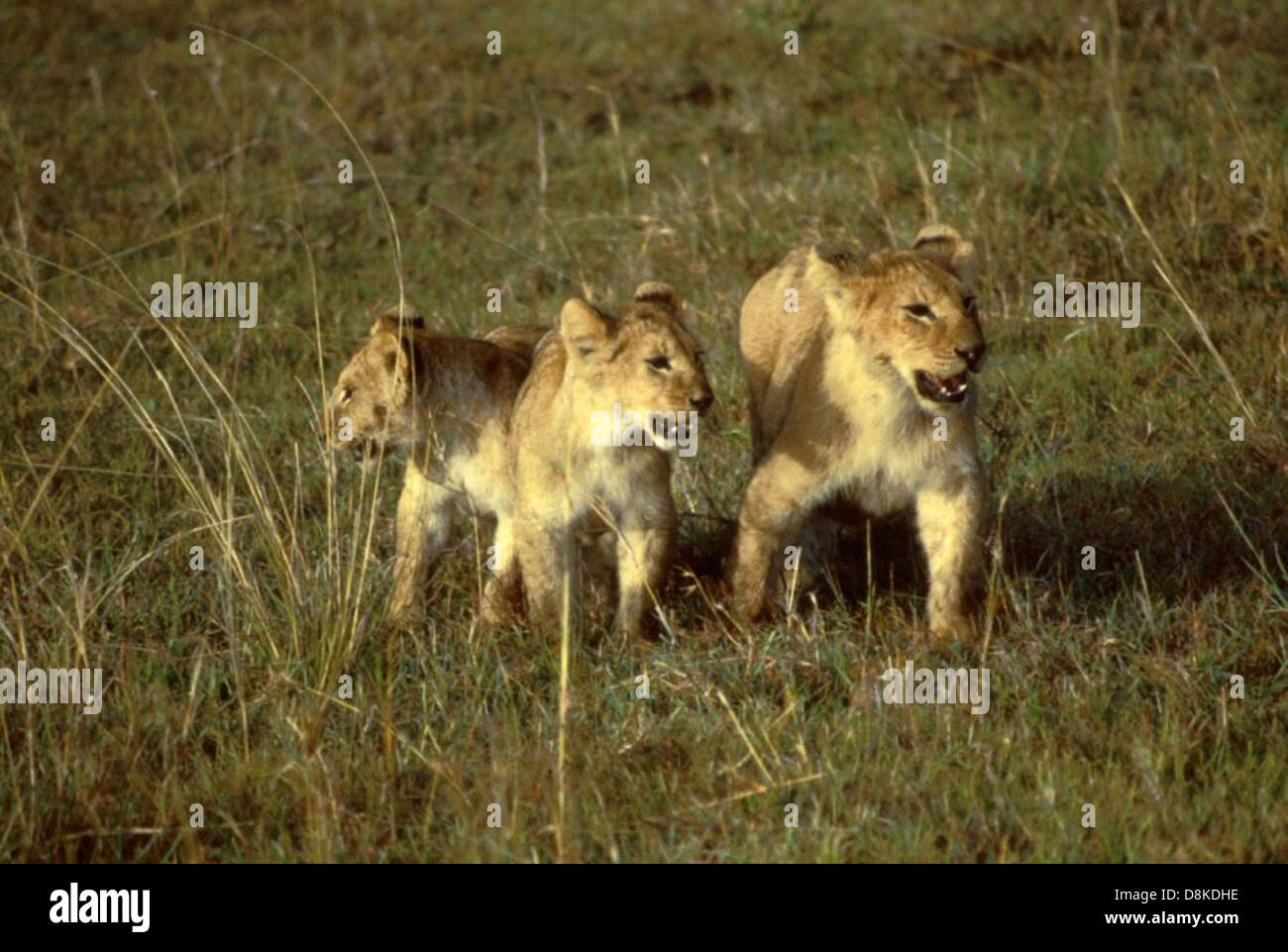 Captured lions hi-res stock photography and images - Alamy