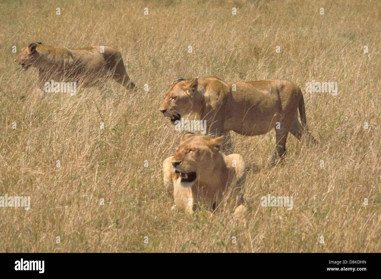 A pair of African lions hunting in the wild. The lions are observed in ...