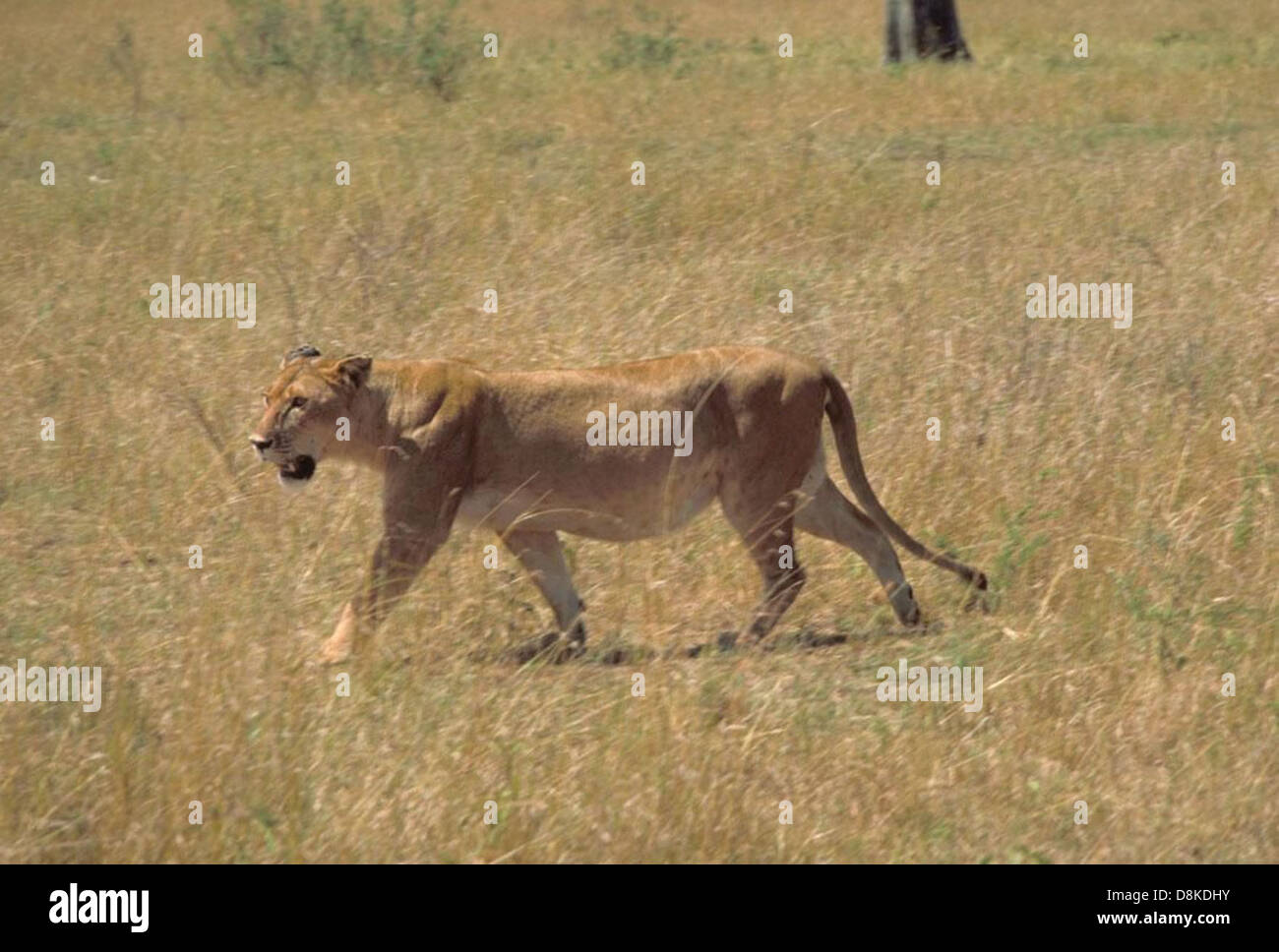 An African lion in its natural habitat, displaying the majestic ...