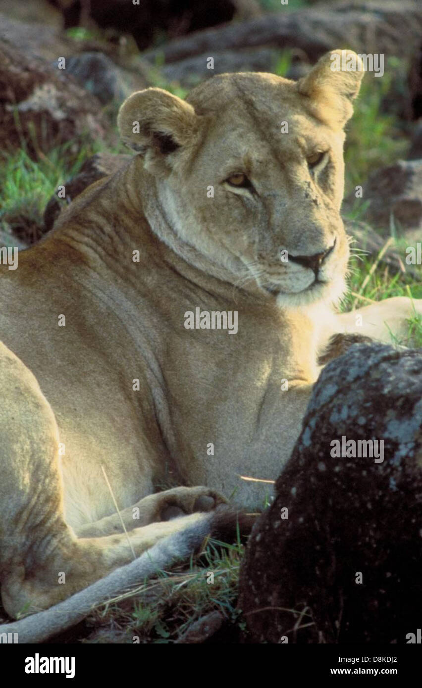 A close-up of an African lion, capturing its majestic features, such as ...