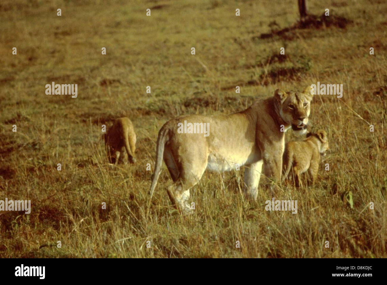 A female African lion is seen with her cubs, offering a glimpse of the ...