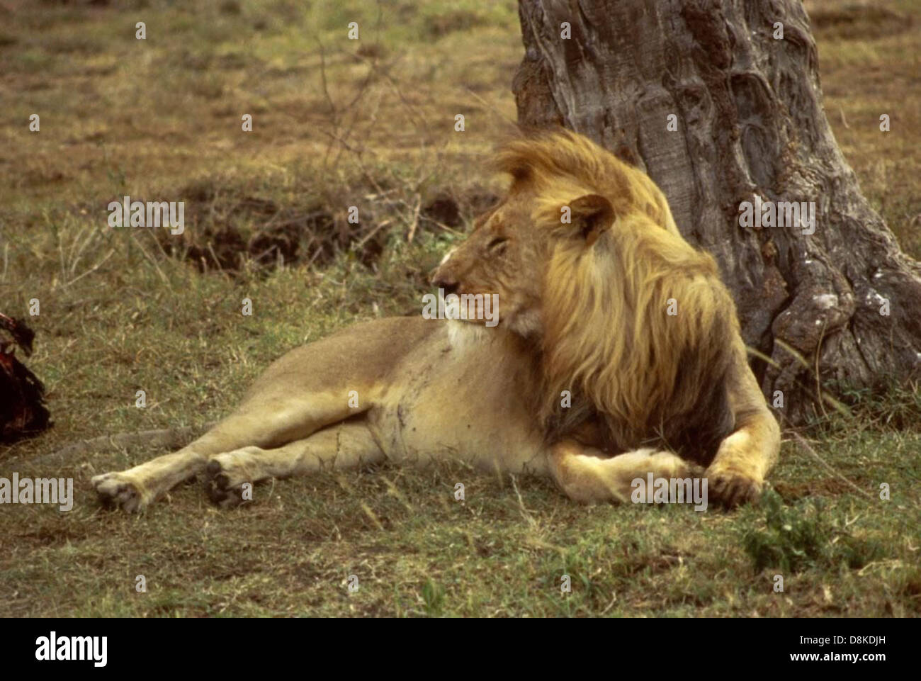 A high-definition image of an African lion, showcasing its powerful ...