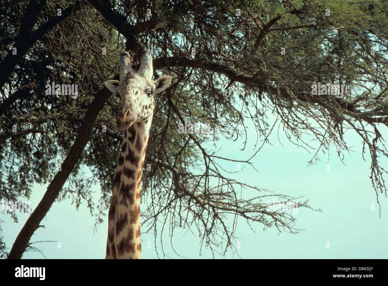 An African Masai giraffe is captured in its natural habitat, standing ...
