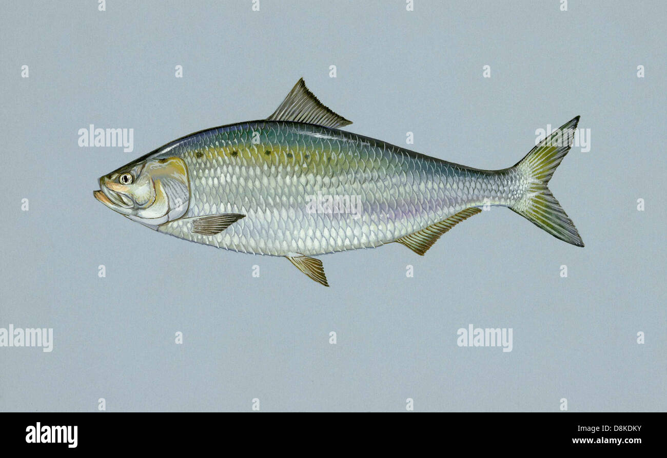 The American Shad (Alosa sapidissima), a migratory fish found in North ...
