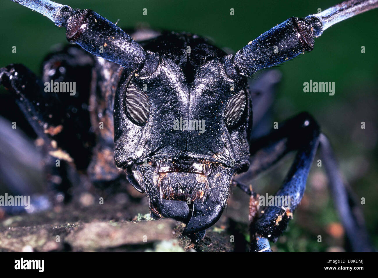 Long body insect hi-res stock photography and images - Alamy