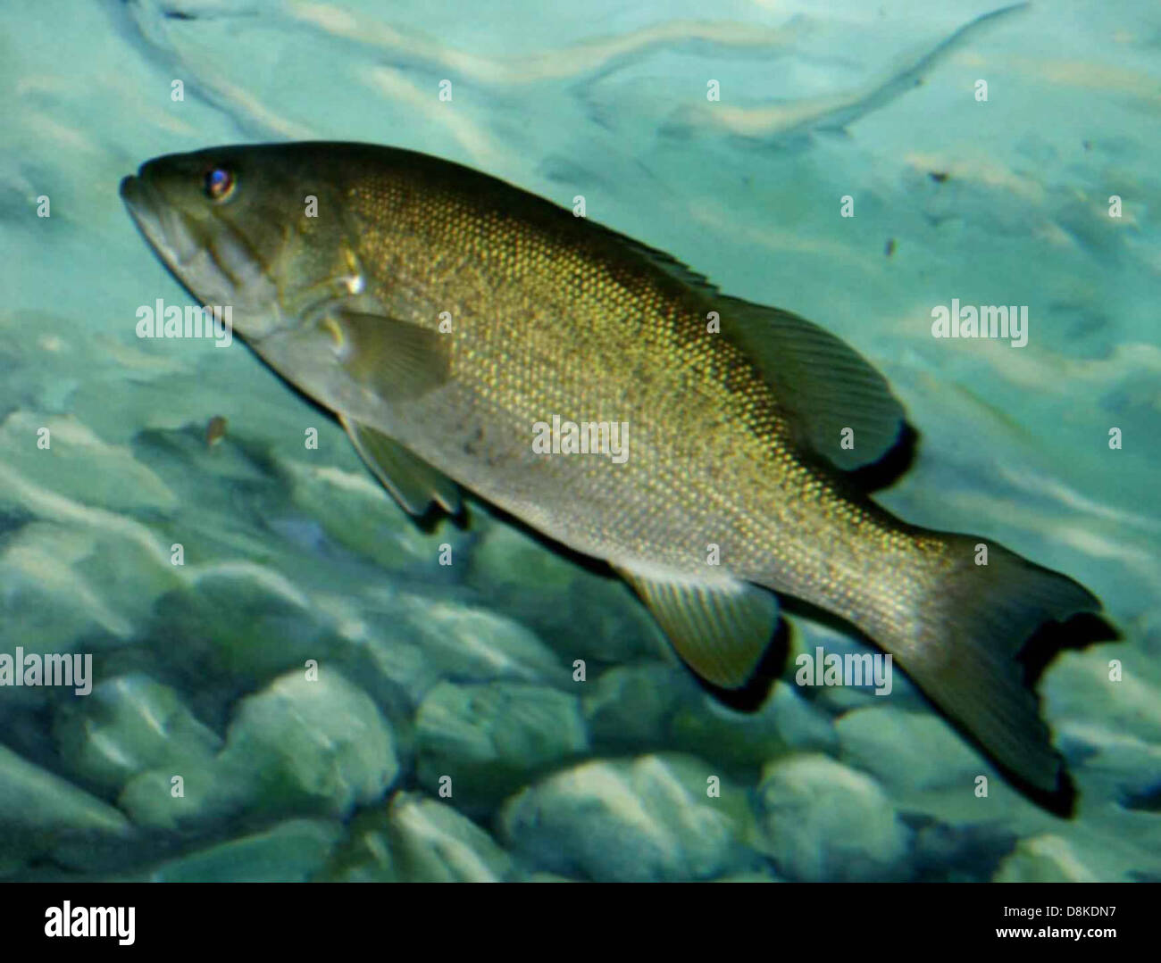 An up close shot of a smallmouth bass Stock Photo - Alamy