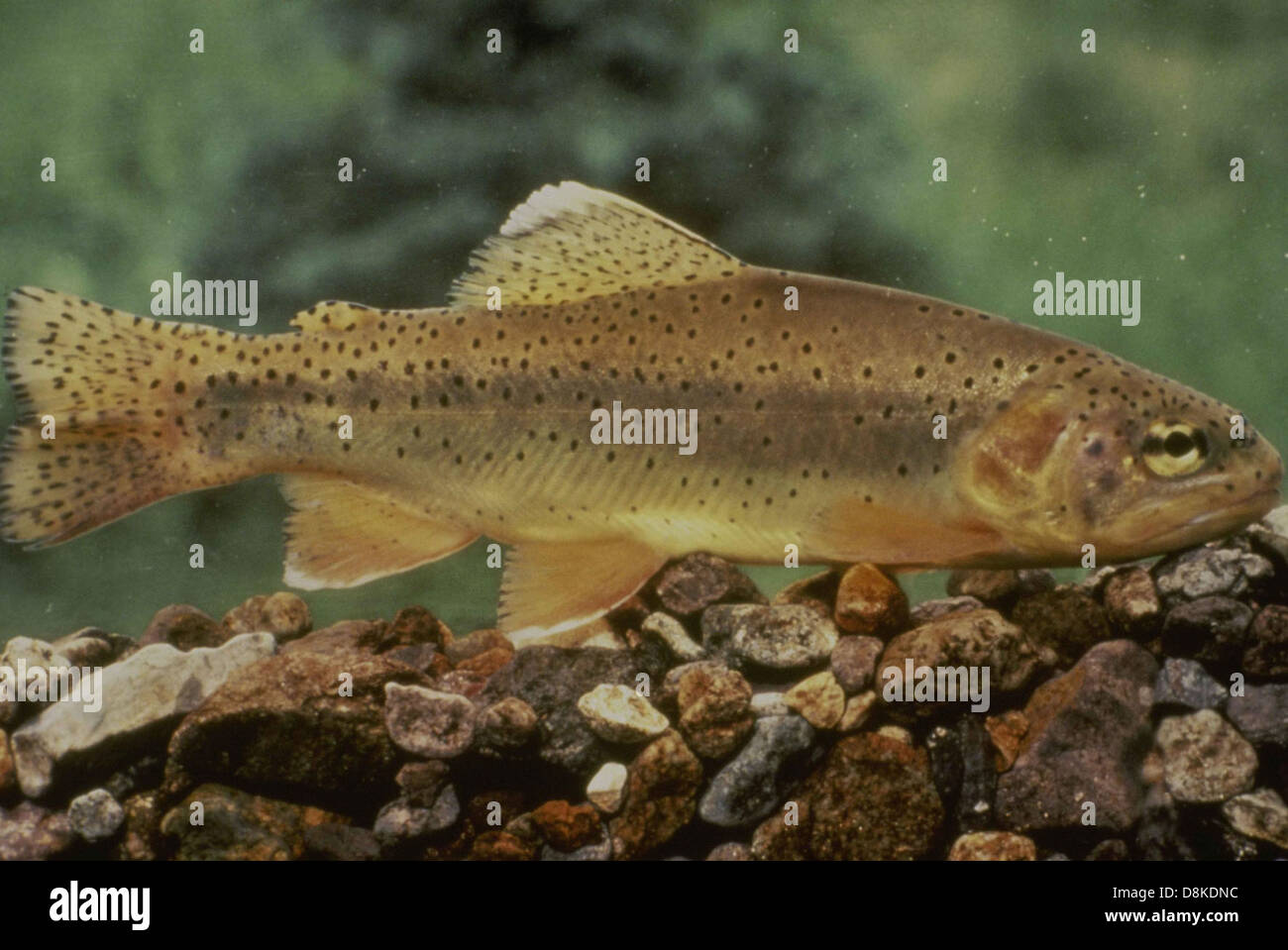 Apache trout hi-res stock photography and images - Alamy