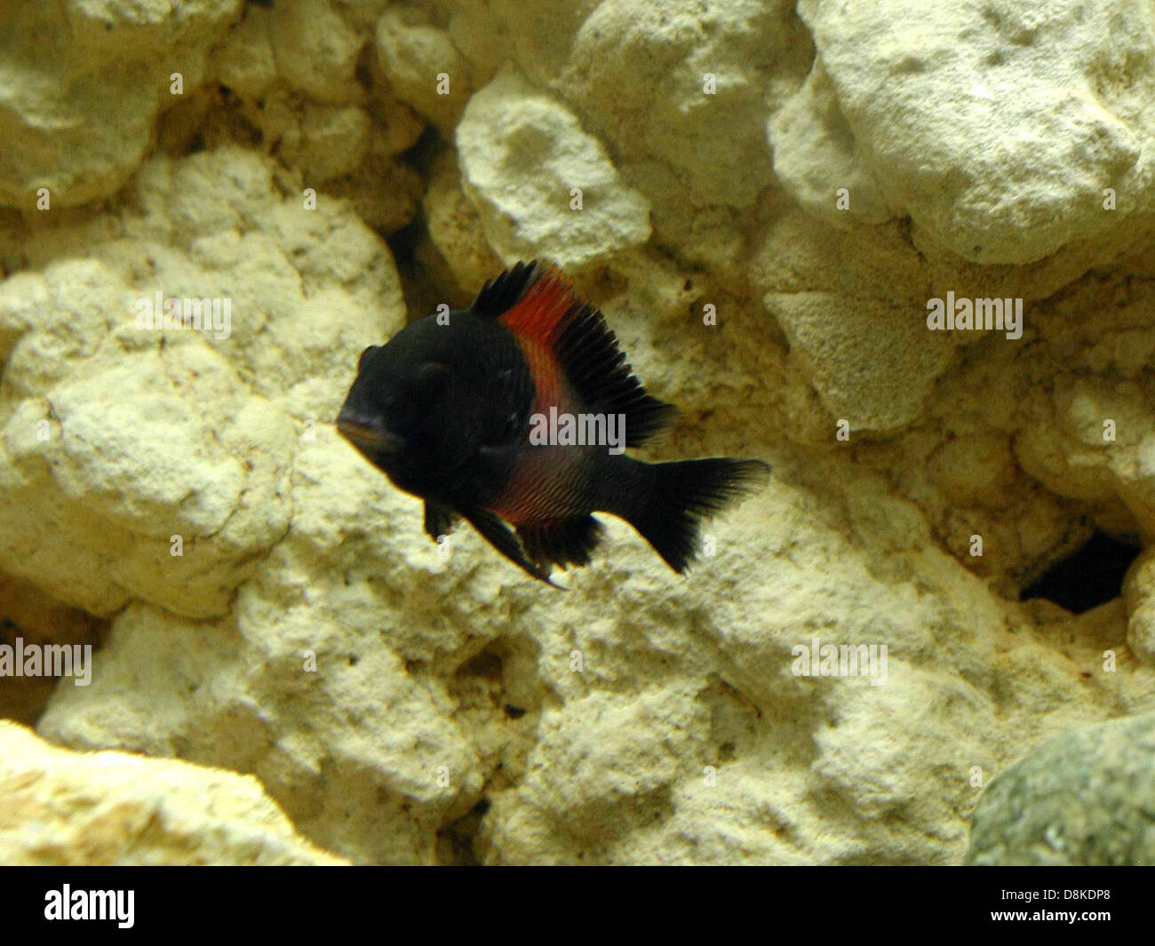 Aquarium fish beside stone Stock Photo - Alamy