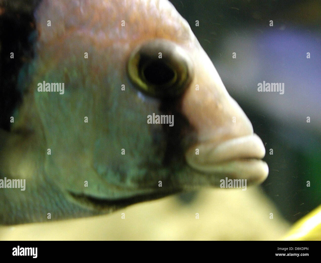 Glimpse of fish swimming hi-res stock photography and images - Alamy