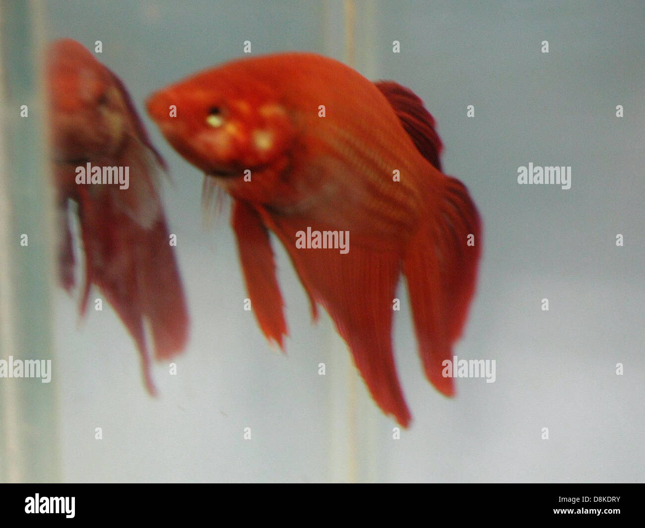 A vibrant red aquarium fish swimming in clear water, showcasing its ...