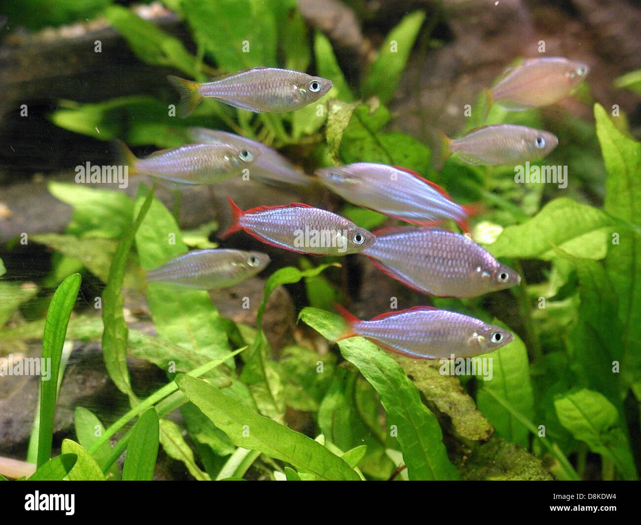 An aquarium filled with aquatic plants and fish, creating a vibrant and ...