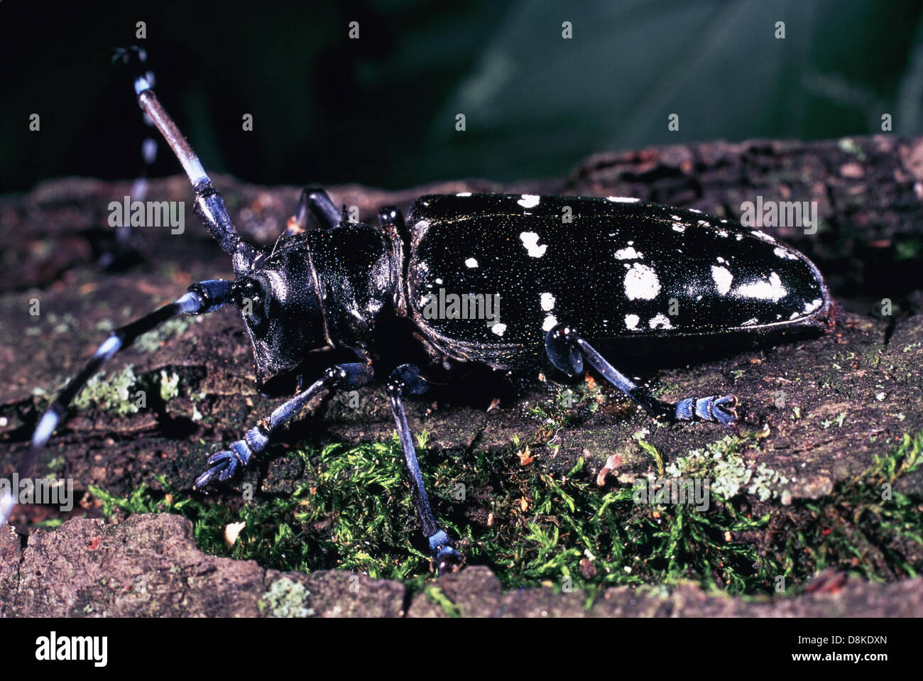 Asian longhorn beetle invasive species Stock Photo - Alamy