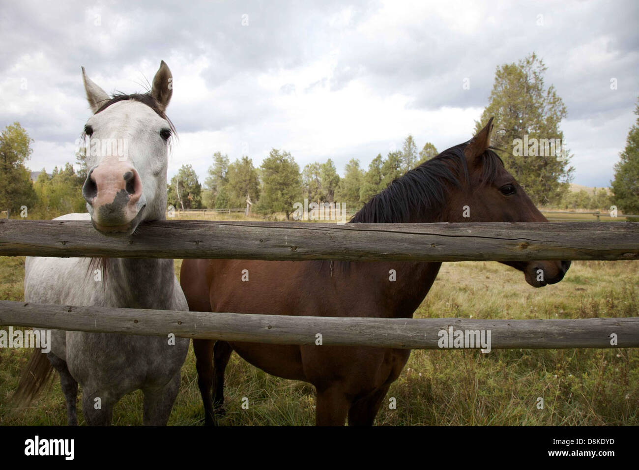 A close up view of two horses behind a fence (1 Stock Photo - Alamy