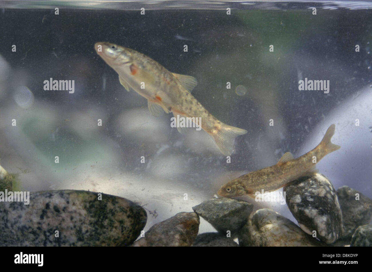 Speckled dace hi-res stock photography and images - Alamy