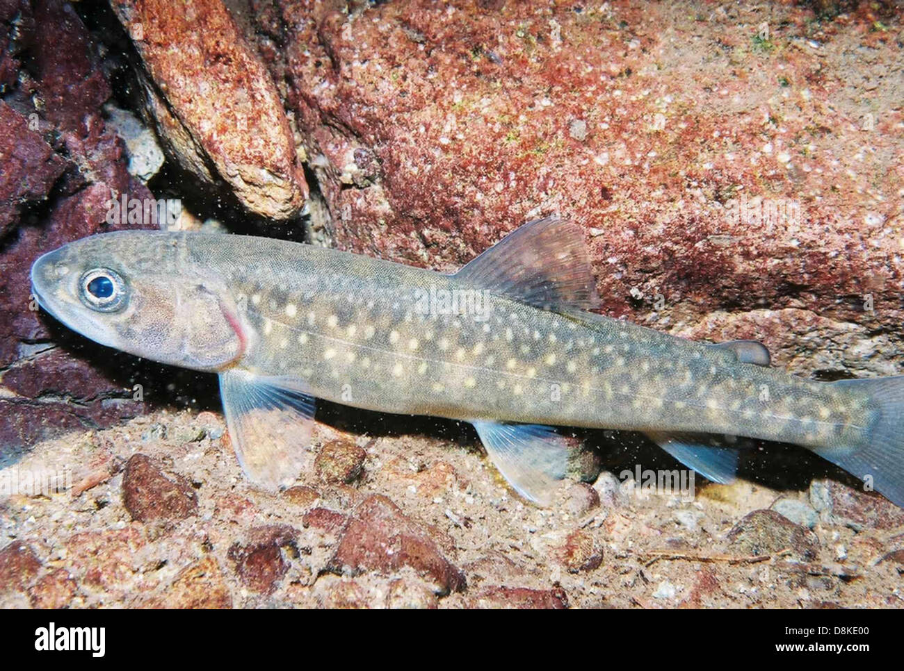 A juvenile bull trout fish resting underwater Stock Photo - Alamy