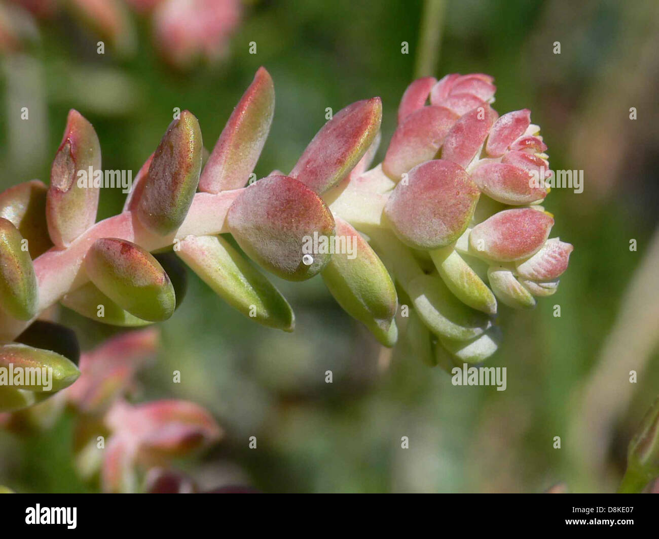 San bruno elfin butterfly hi-res stock photography and images - Alamy