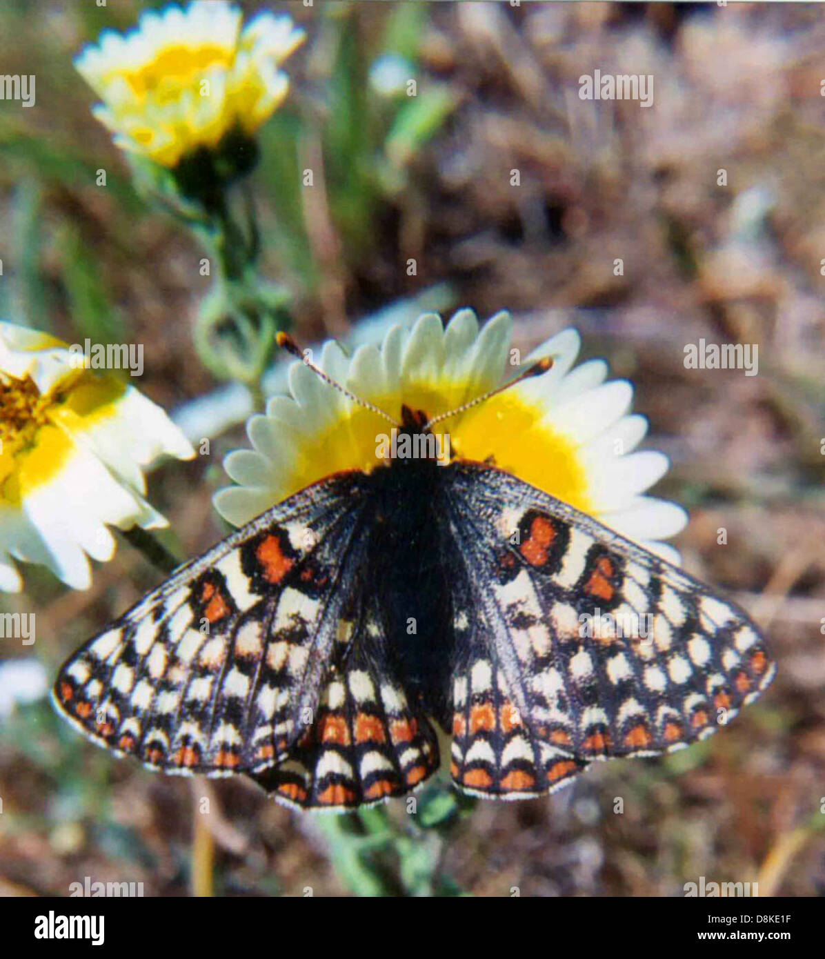 A close-up of a Bay checkerspot butterfly, displaying its vibrant ...