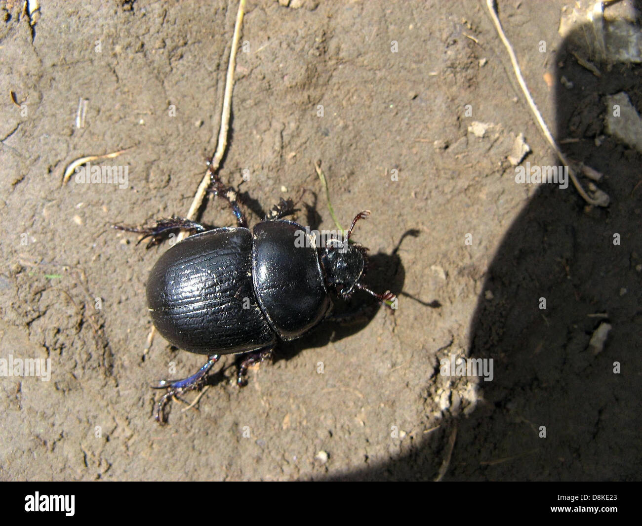 A close-up photo of a beatle bug, showing the small insect in great ...