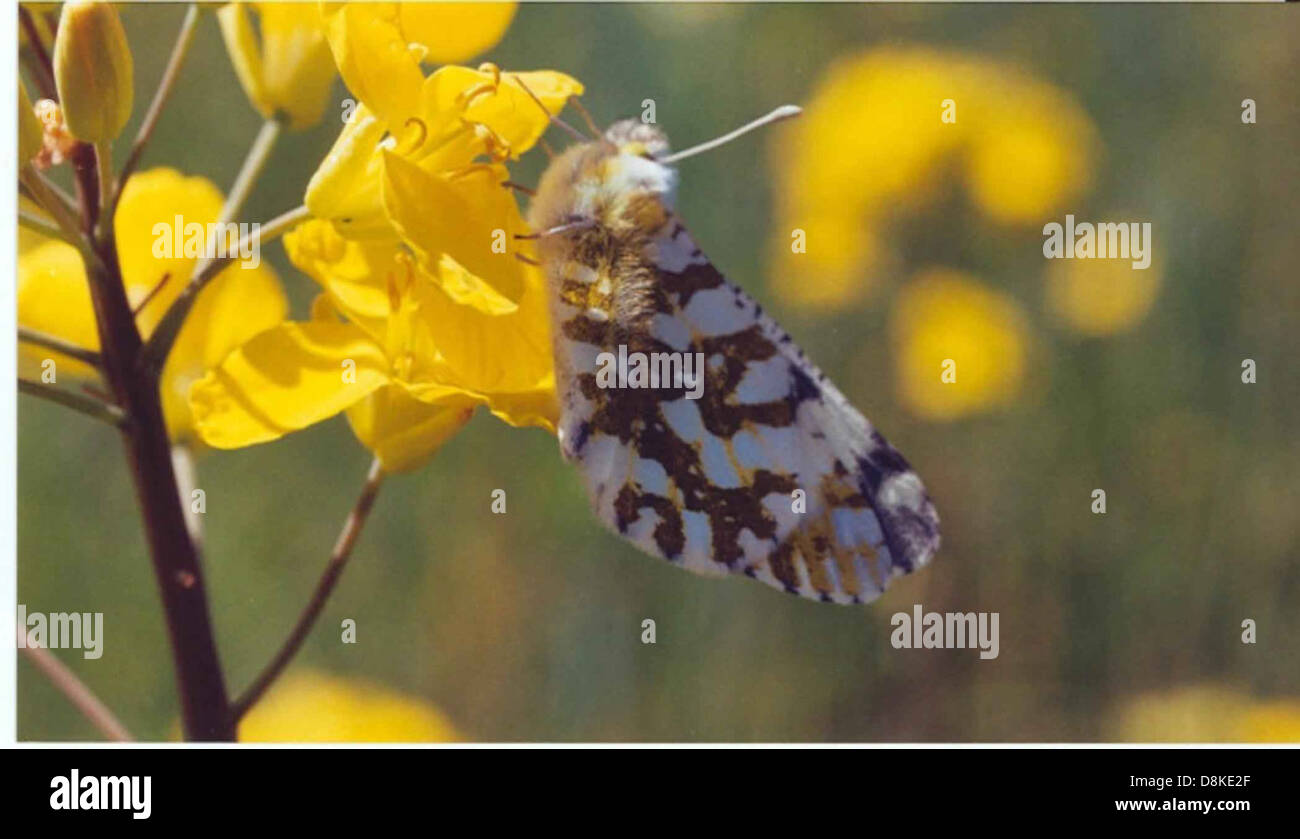 Island marble butterfly hi-res stock photography and images - Alamy