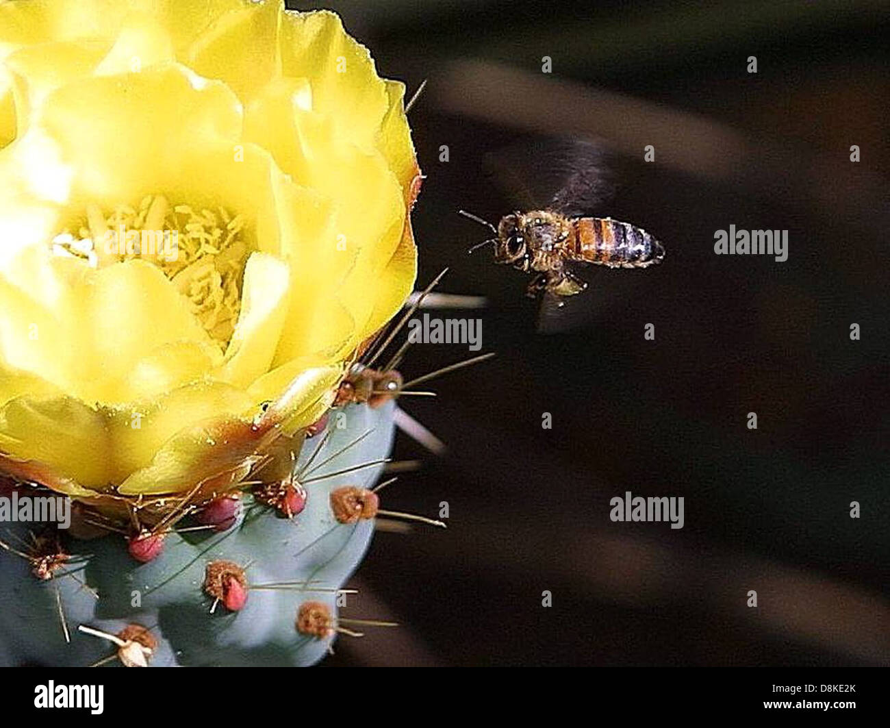 Bees gather nectar from cactus flowers, a vital interaction for ...