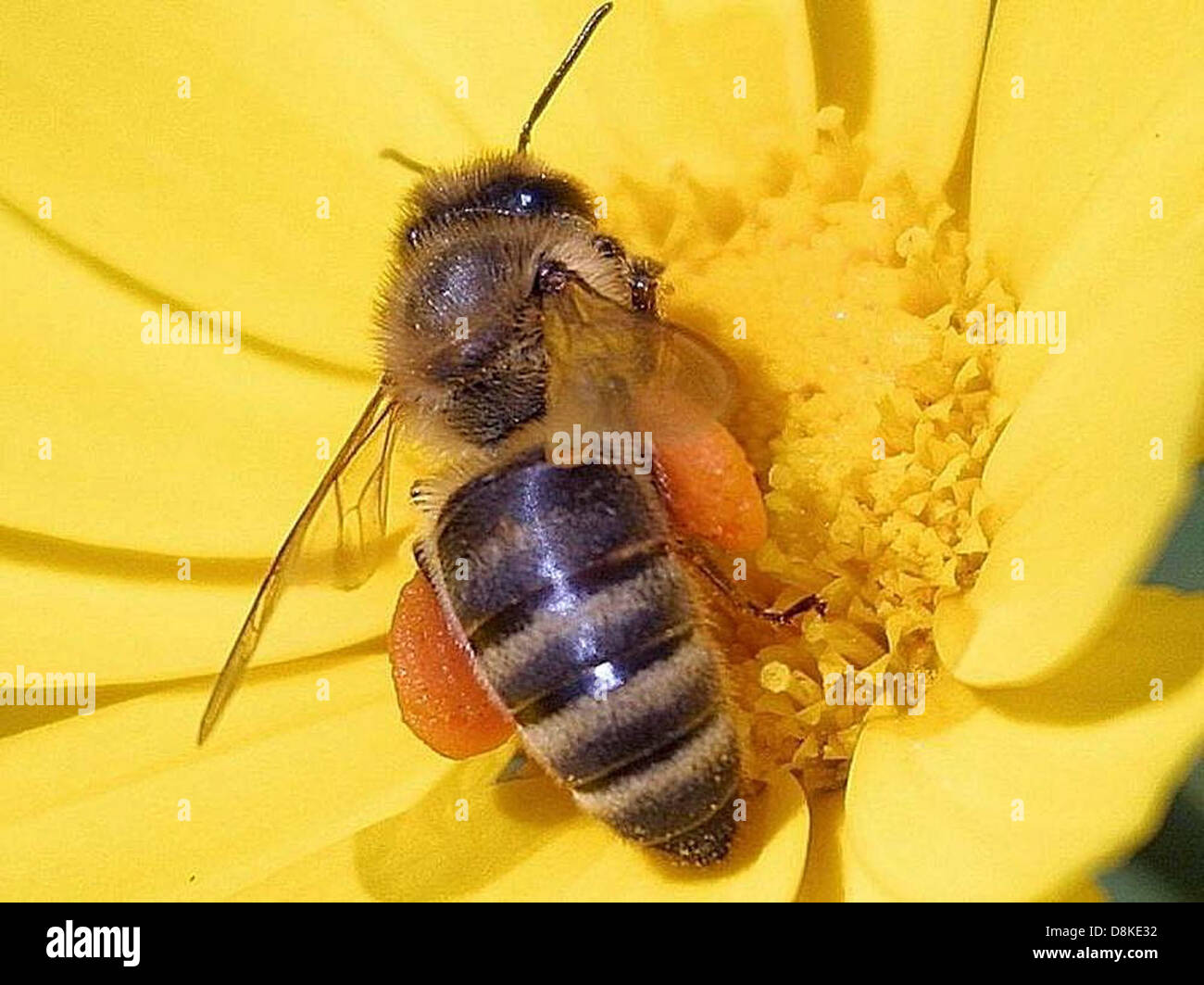 Bees collect pollen from flowers, playing a vital role in pollination ...
