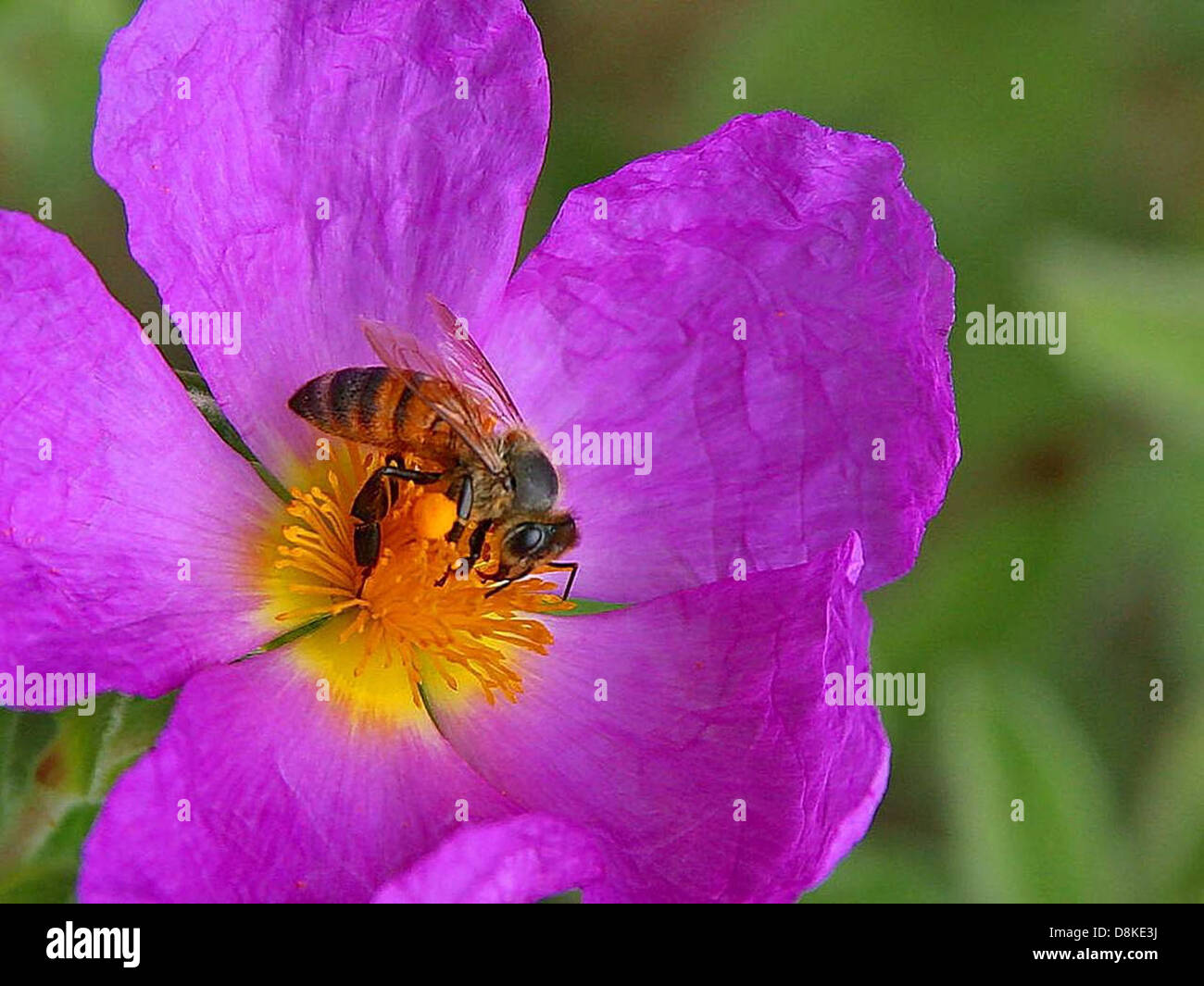 Bees insects pollen Stock Photo - Alamy