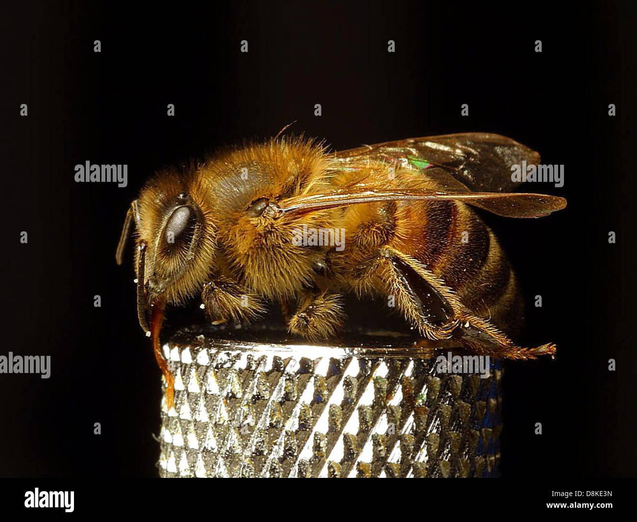 Close-up of bees with their wings spread, capturing the detailed ...