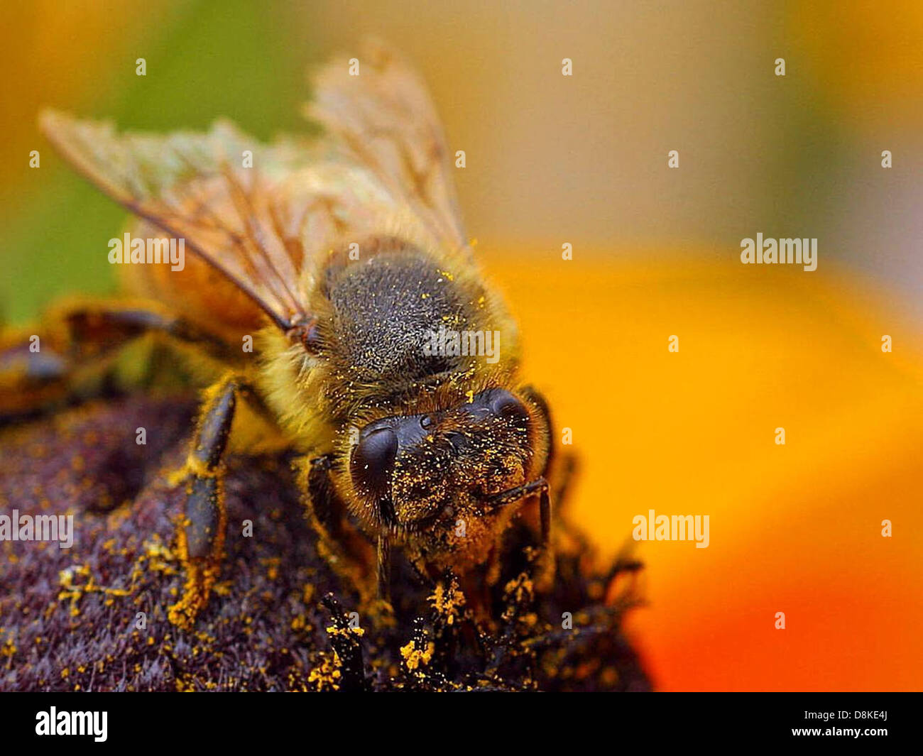 Bees collecting pollen from flowers, playing a crucial role in ...