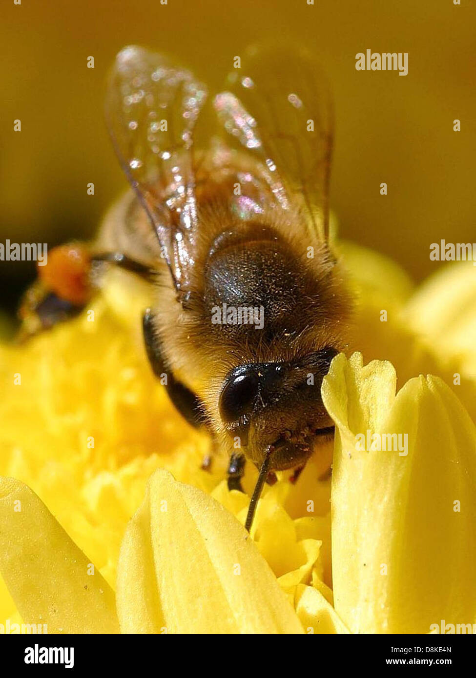 Detailed close up captures bees hi-res stock photography and images - Alamy