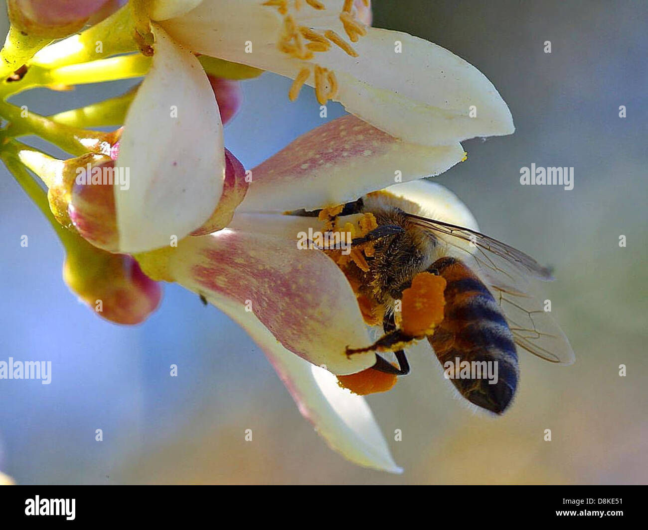 Bees buzzing around a Meyer lemon tree, actively pollinating the ...
