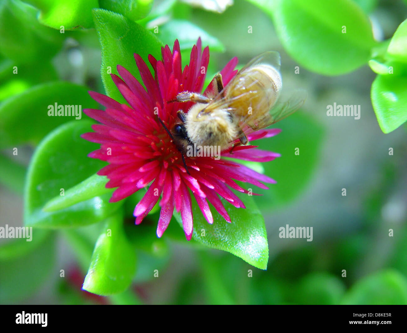 A close-up of a bee inside a flower, collecting pollen. The image ...