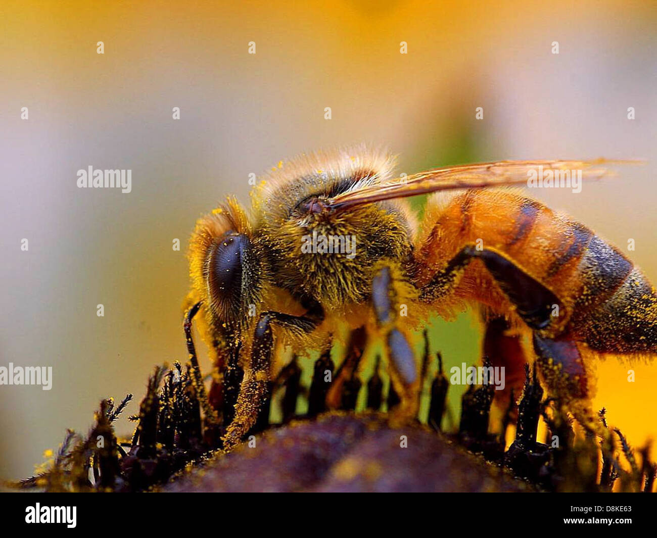 Bee anatomy features hi-res stock photography and images - Alamy