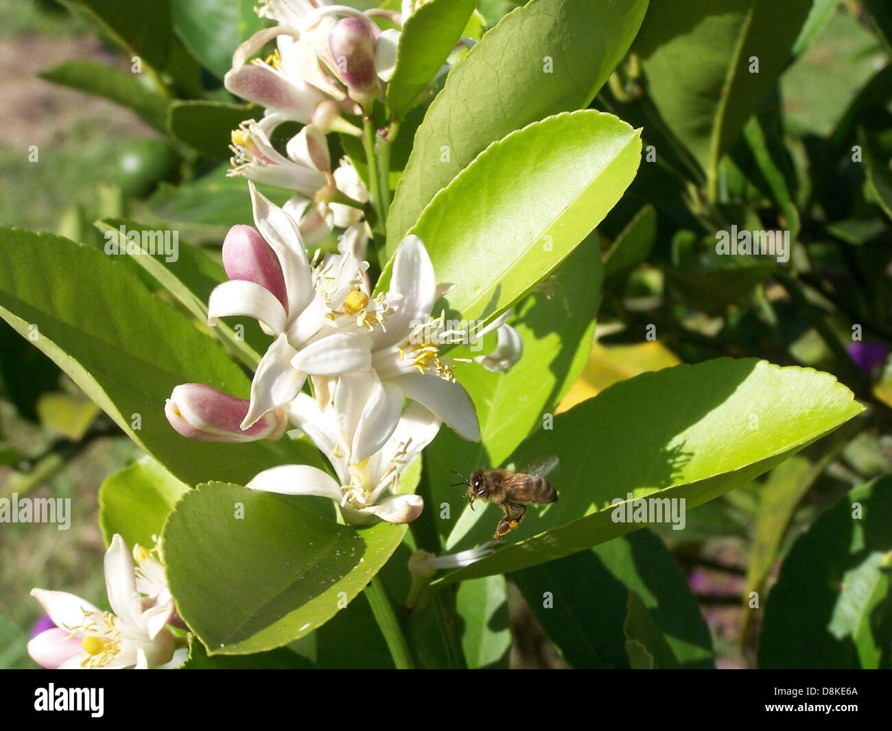 This image shows a bee collecting nectar from citrus tree blossoms. The ...