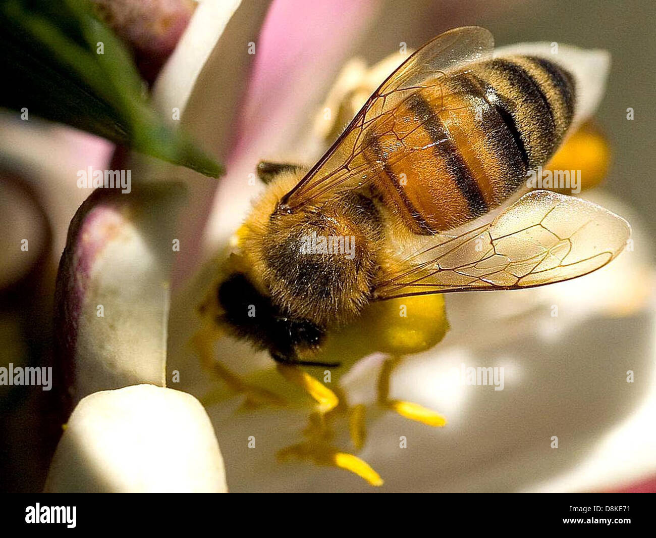 A bee rests on a Meyer lemon flower, collecting nectar. The Meyer lemon ...
