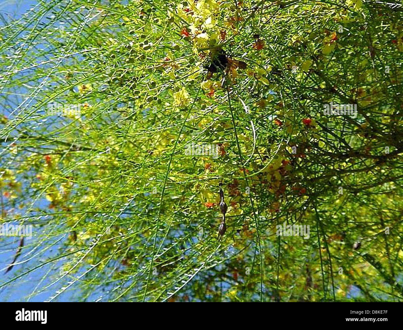 Bee tree balboa park cactus Stock Photo - Alamy