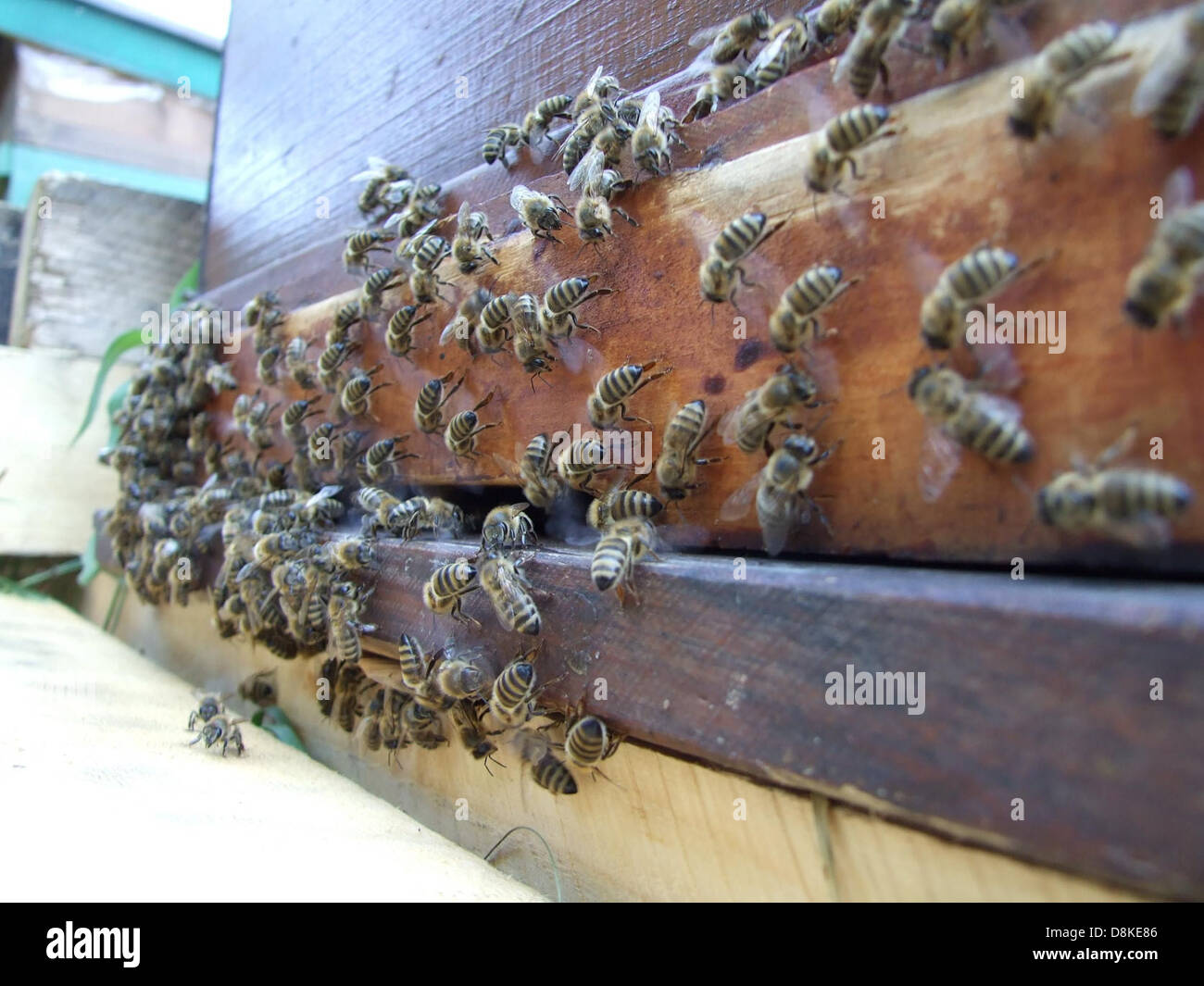 Bess, a beekeeper, is seen approaching a beehive to check on the bees ...