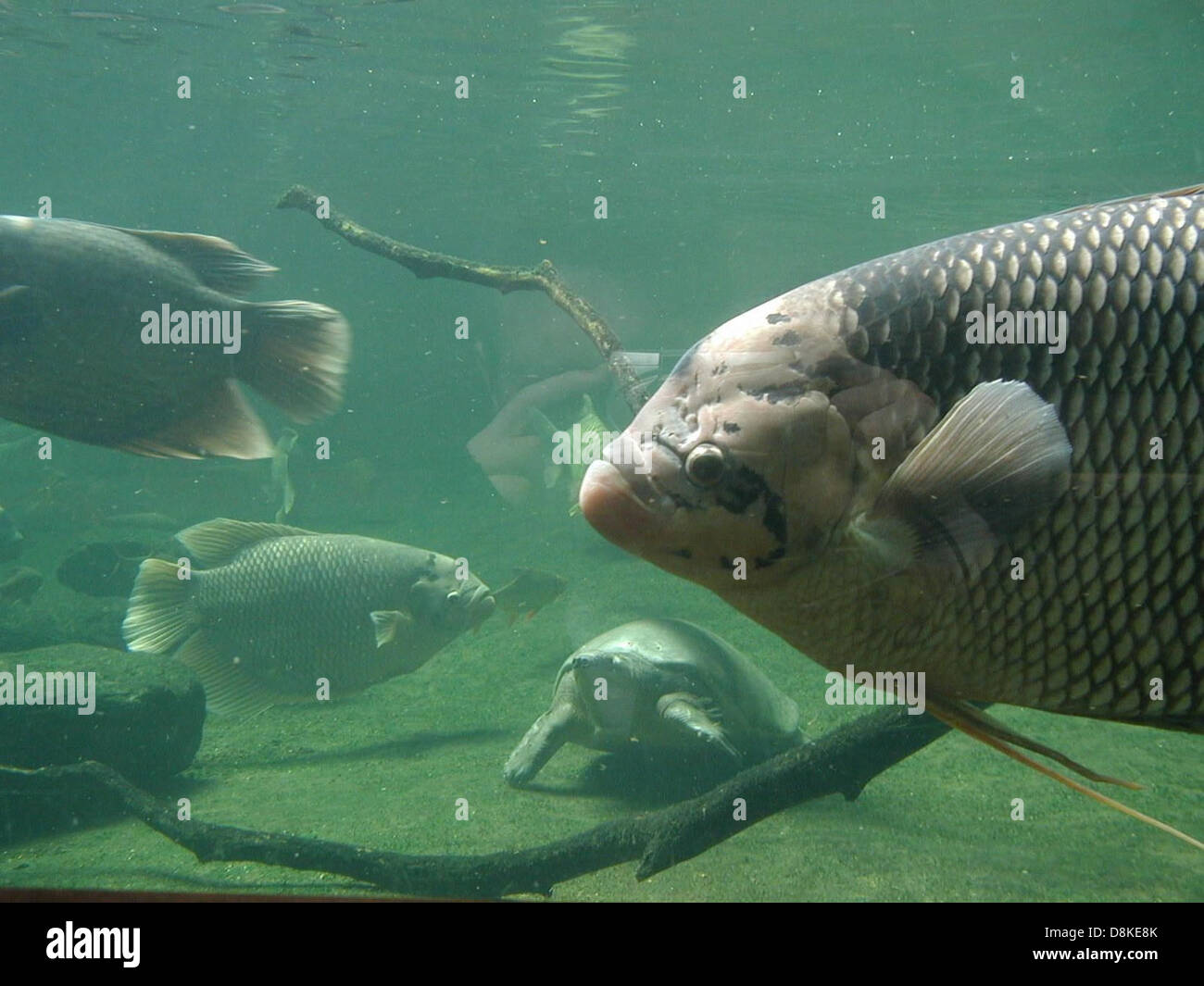 A close-up view of a large fish swimming underwater, highlighting the ...