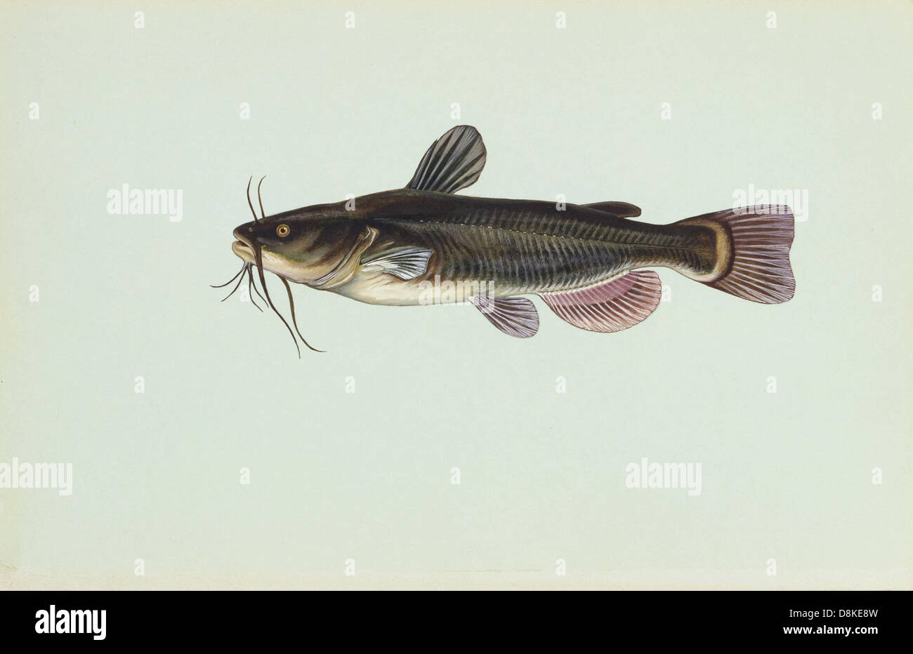 Bullhead fish hi-res stock photography and images - Alamy