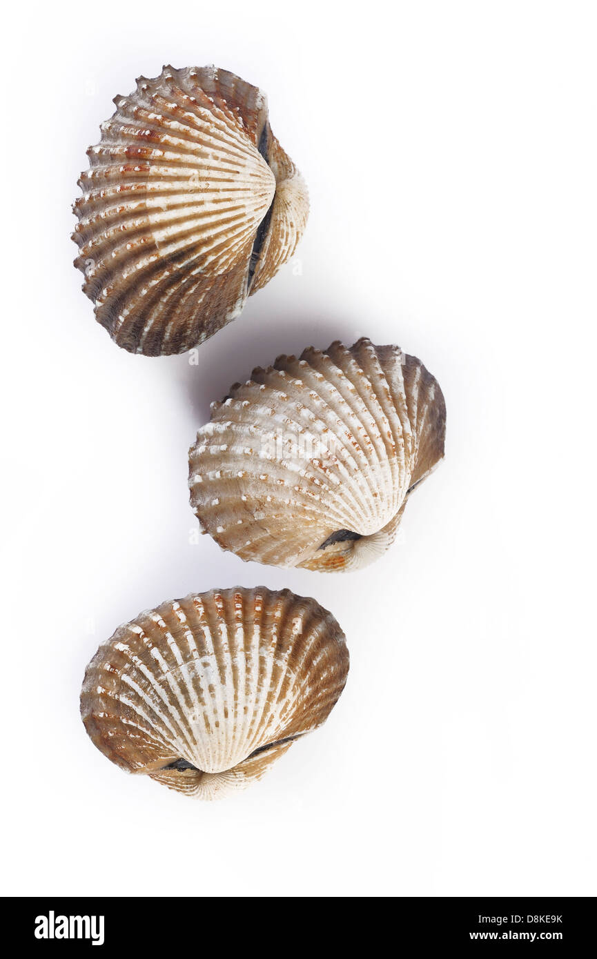 cockles isolated on white background Stock Photo - Alamy
