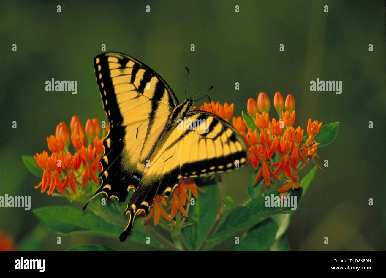 A black-striped yellow tiger swallowtail butterfly (Papilio glaucus ...