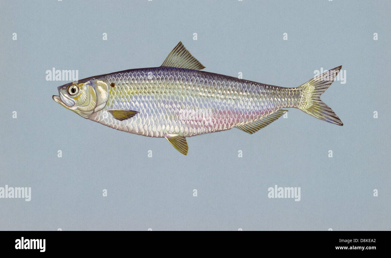 Blueback herring hi-res stock photography and images - Alamy