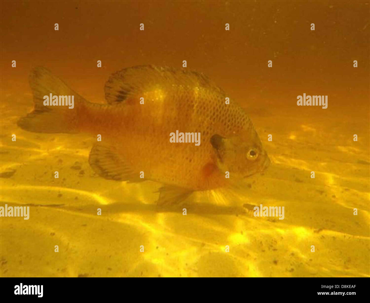 Bluegill freshwater fish hi-res stock photography and images - Alamy