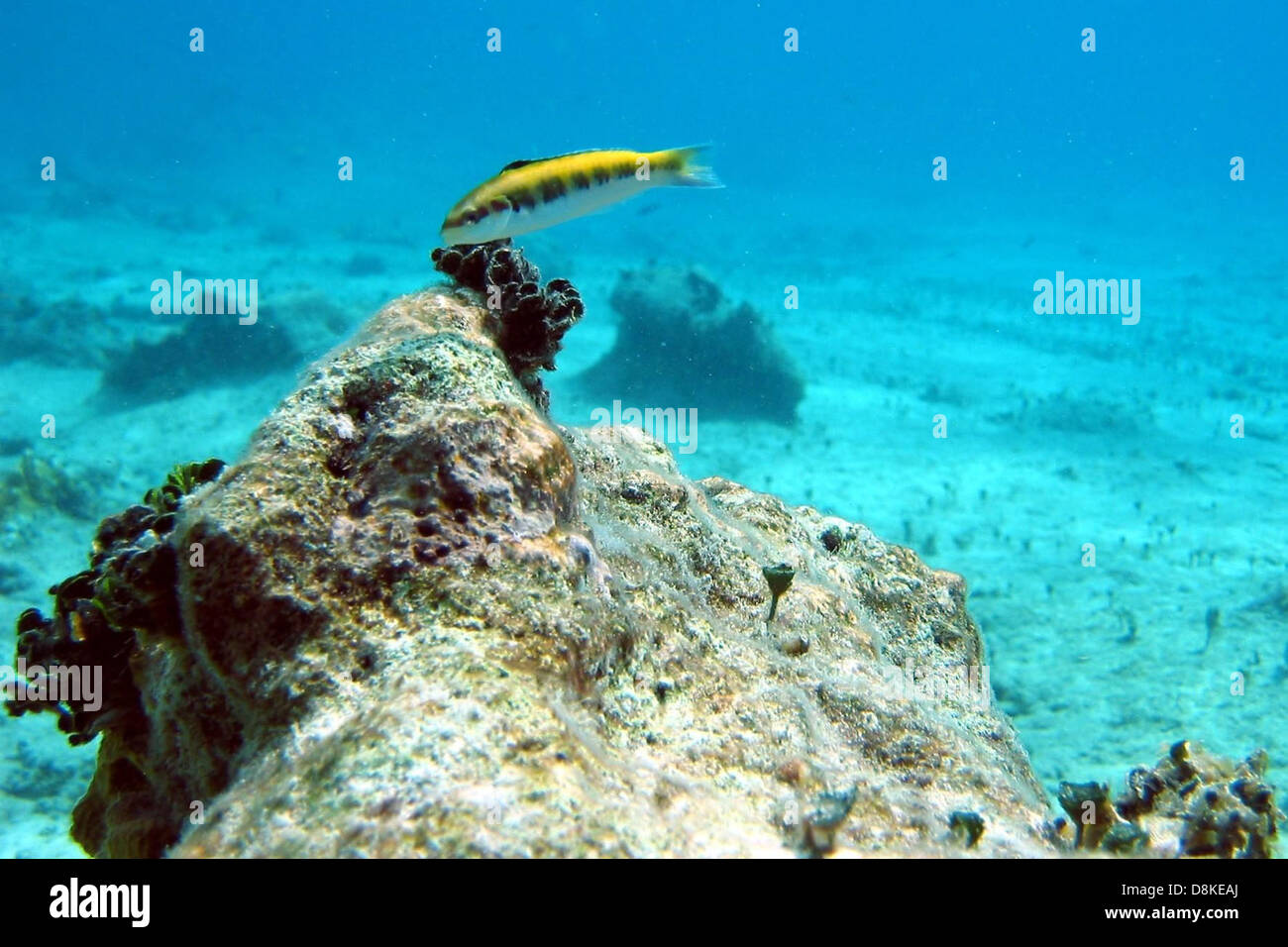 The Bluehead Wrasse (Thalassoma bifasciatum) is a brightly colored ...