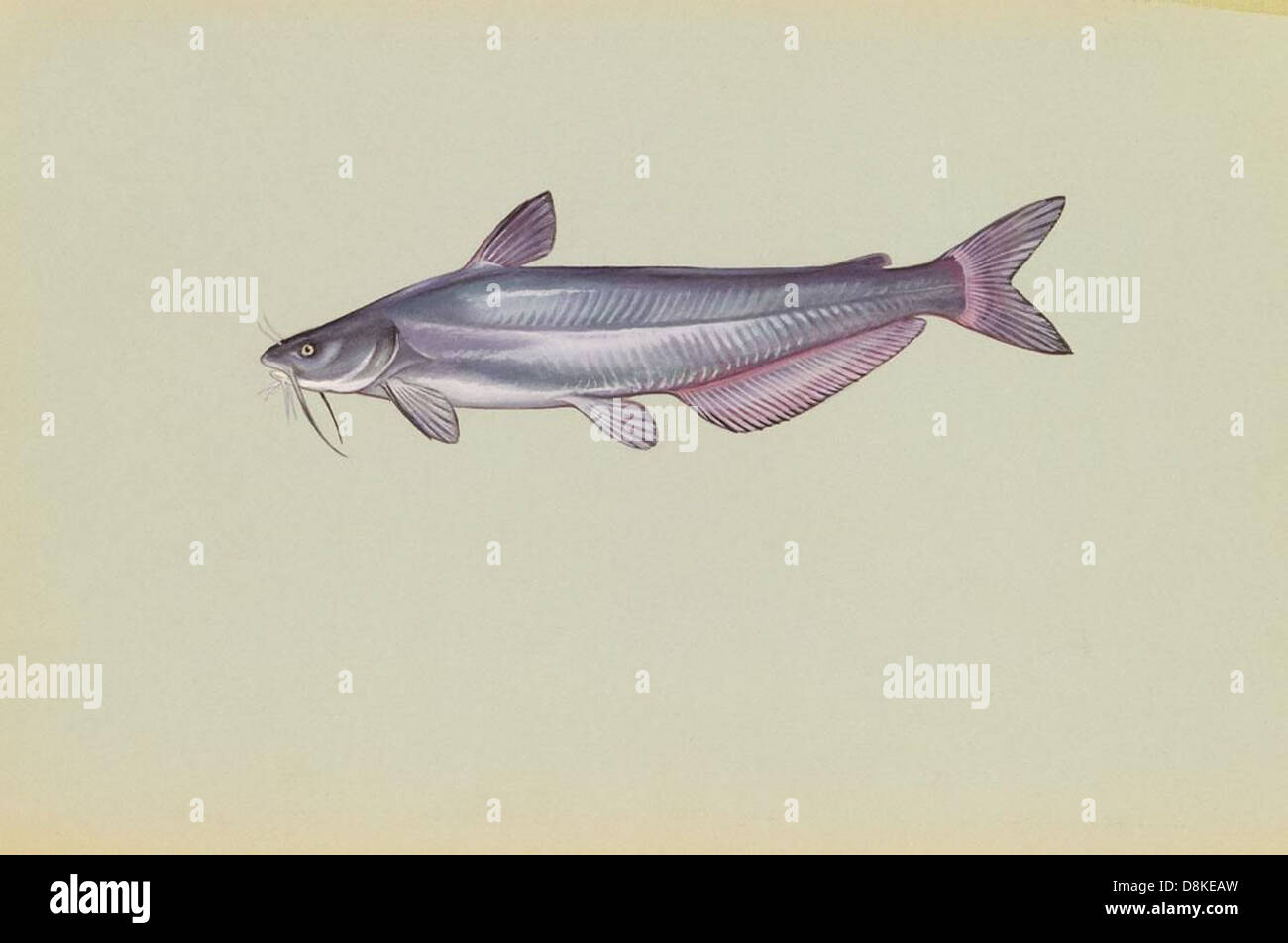 A close-up image of a Blue Catfish (Ictalurus furcatus), a species of ...